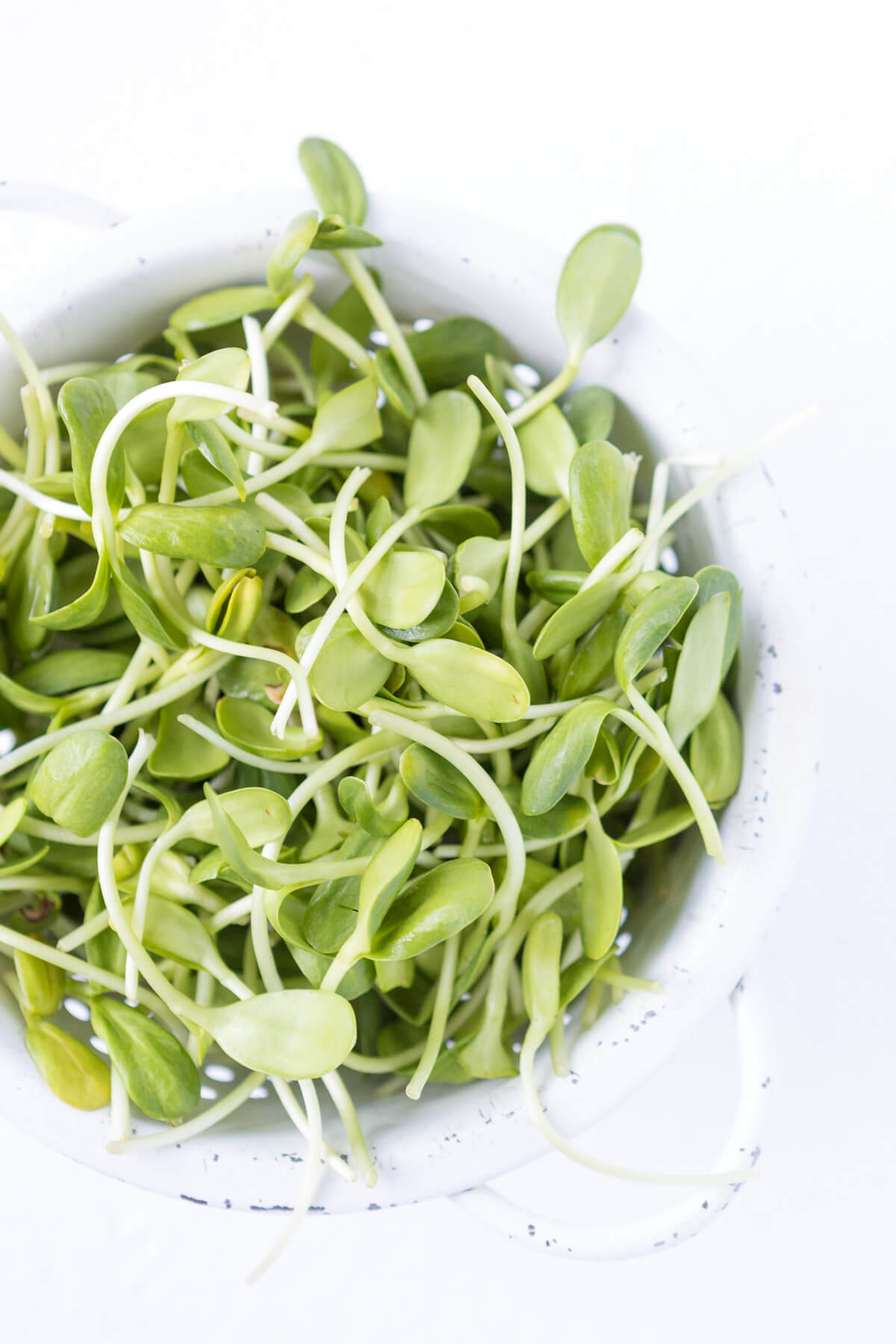 How to Grow Sunflower Sprouts | A Zesty Bite